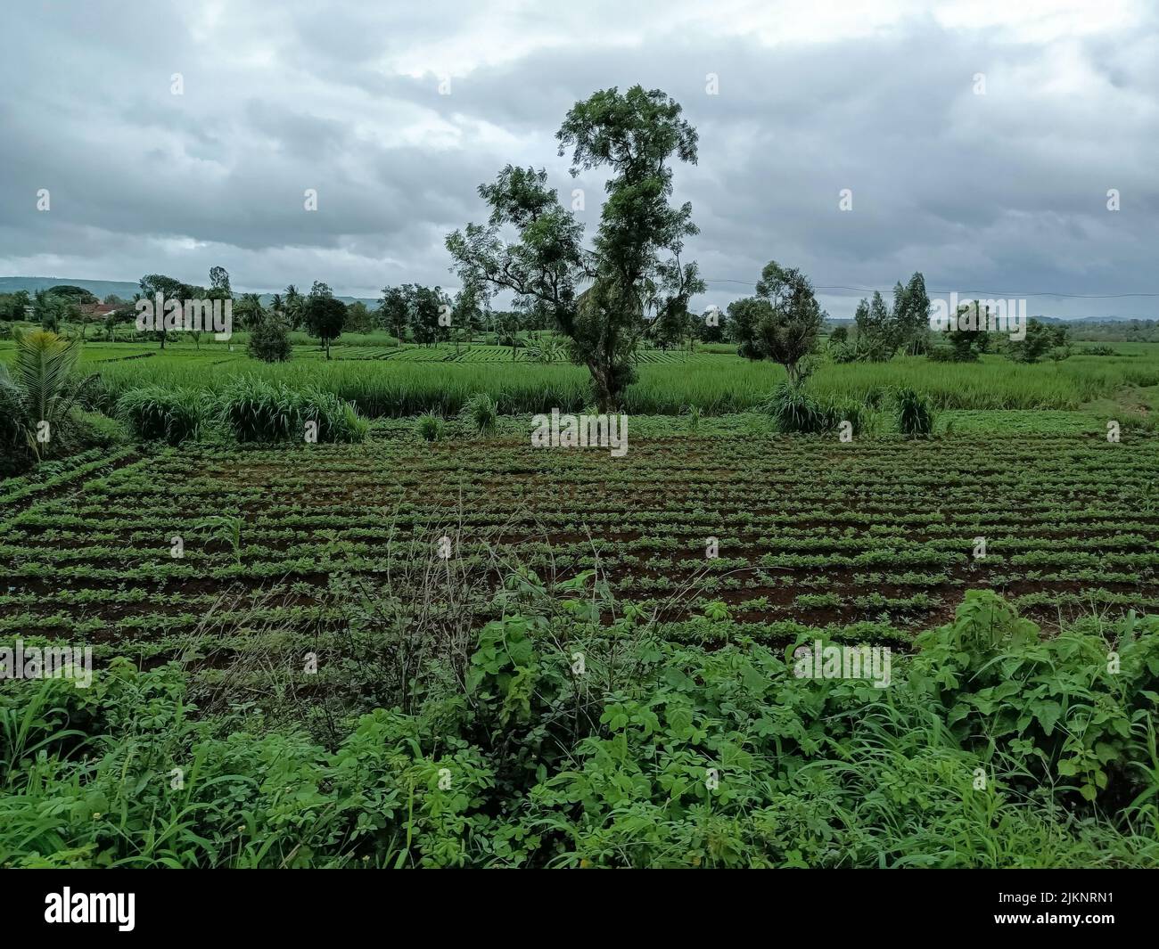 Stock photo of beautiful cultivated agricultural filed surrounded by ...