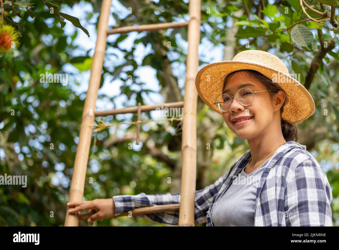 Harvest Rambutan by Smart woman Farmer in Rambutan fruit organic farm ...
