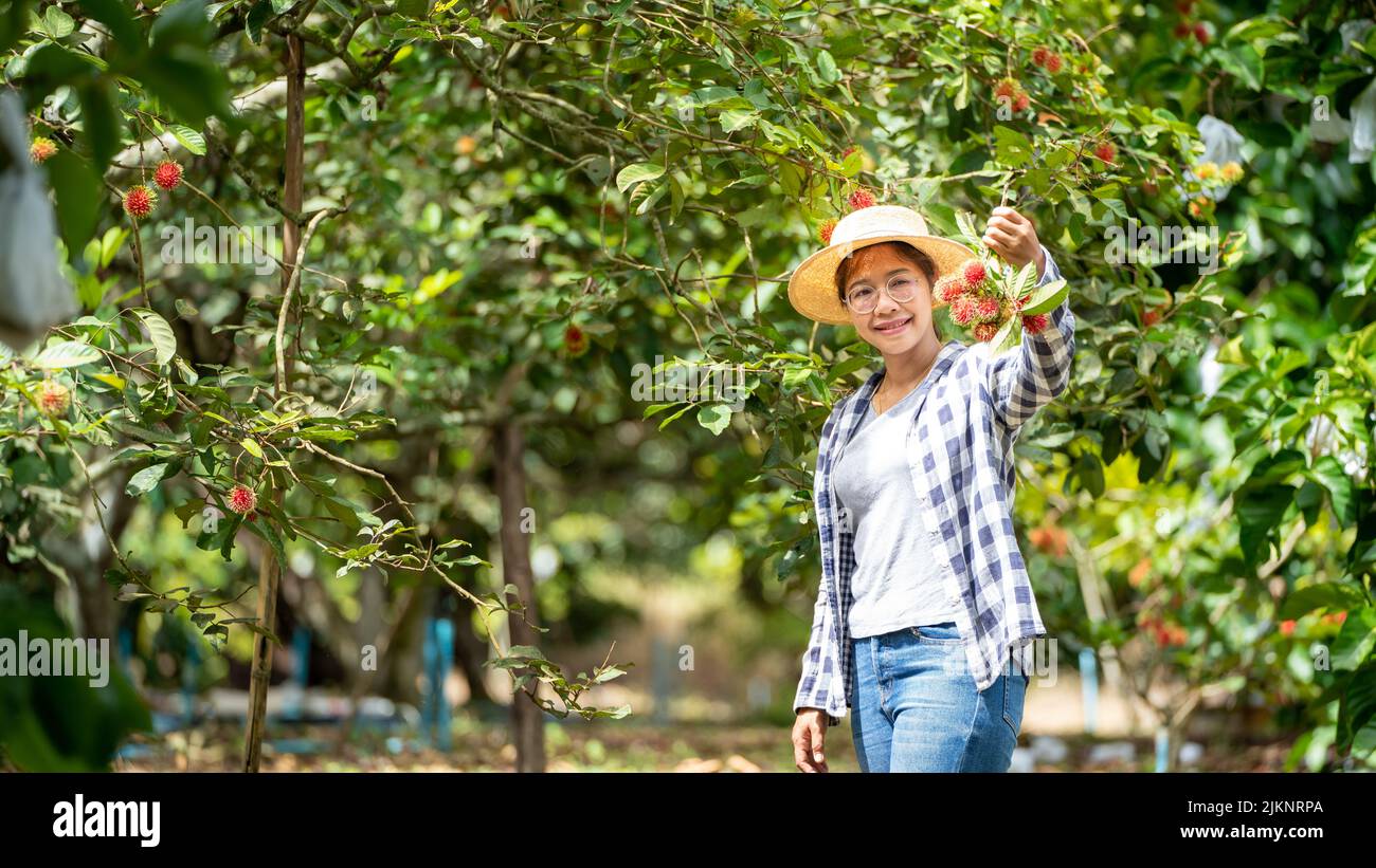 Harvest Rambutan by Smart woman Farmer in Rambutan fruit organic farm ...