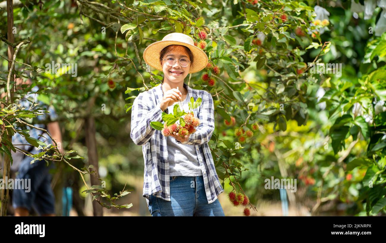 Harvest Rambutan by Smart woman Farmer in Rambutan fruit organic farm ...