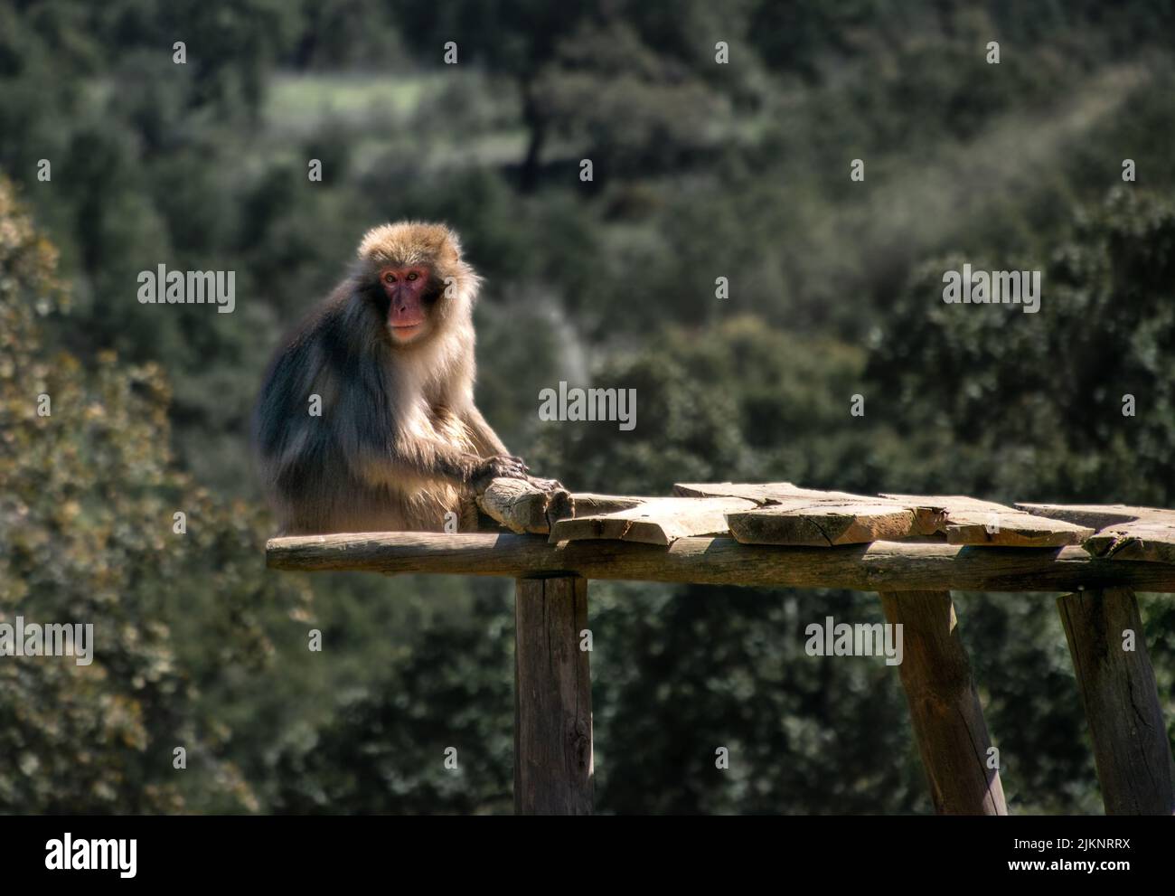 A furry monkey on the wood on a blurred background Stock Photo - Alamy