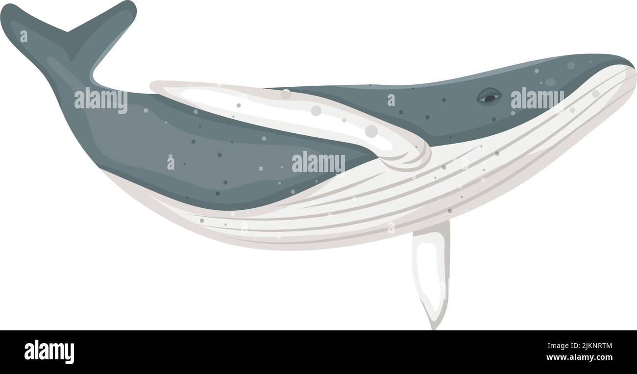 humpback whale icon Stock Vector Image & Art - Alamy