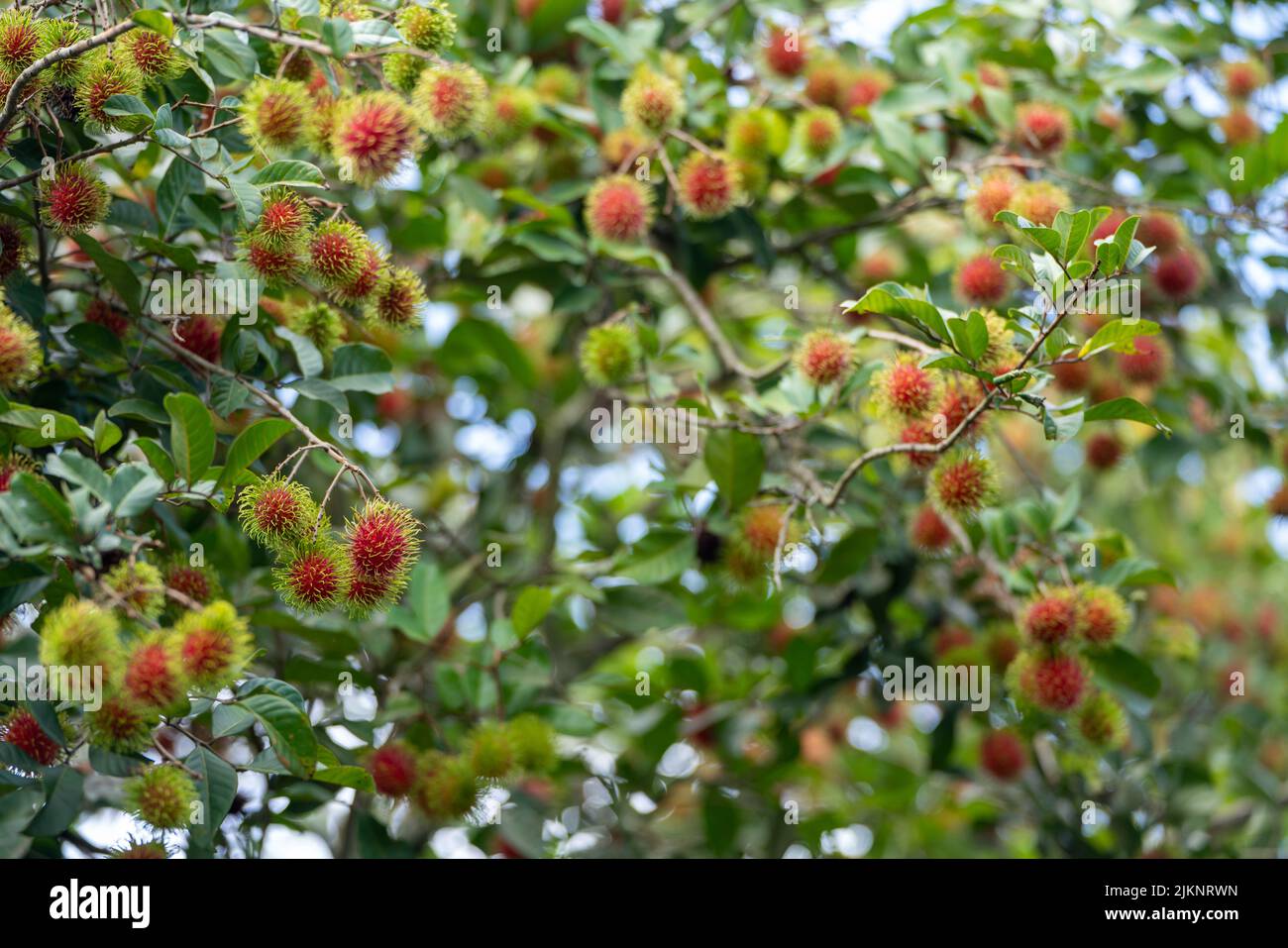 Rambutan Tree Flower