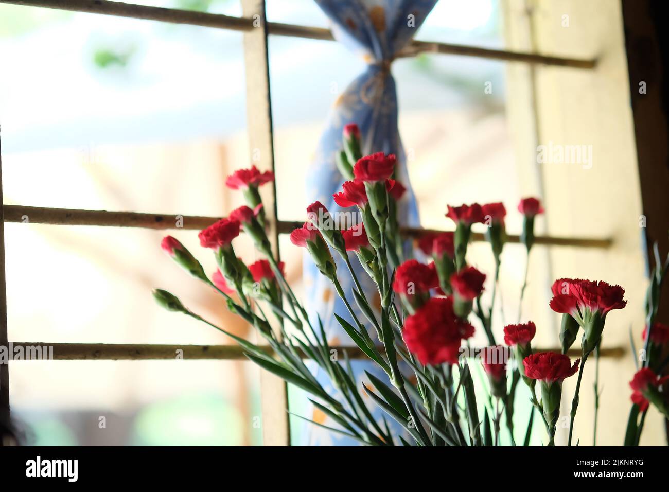 Carnation flora hi-res stock photography and images - Alamy