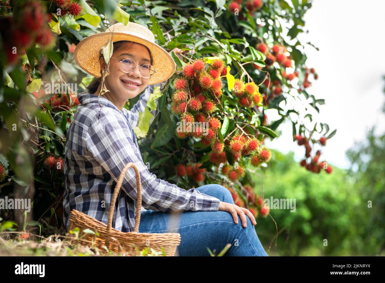 Harvest Rambutan by Smart woman Farmer in Rambutan fruit organic farm ...