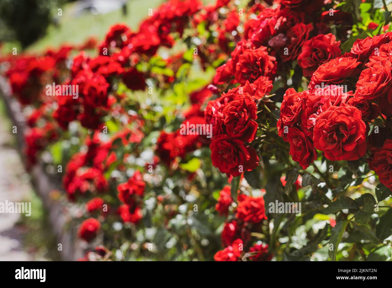 Red red roses hi-res stock photography and images - Alamy
