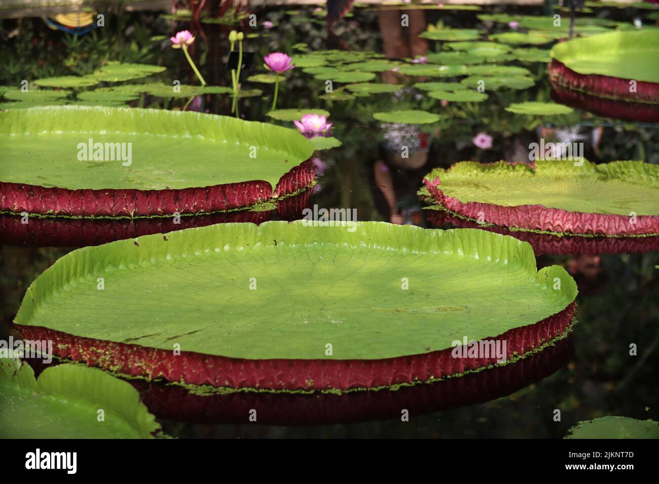 Pond with victoria amazonica giant water lilies hi-res stock ...