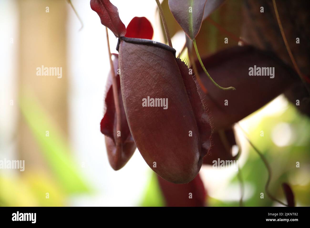 A closeup of Nepenthes mirabilis, common swamp pitcher-plant, tropical ...