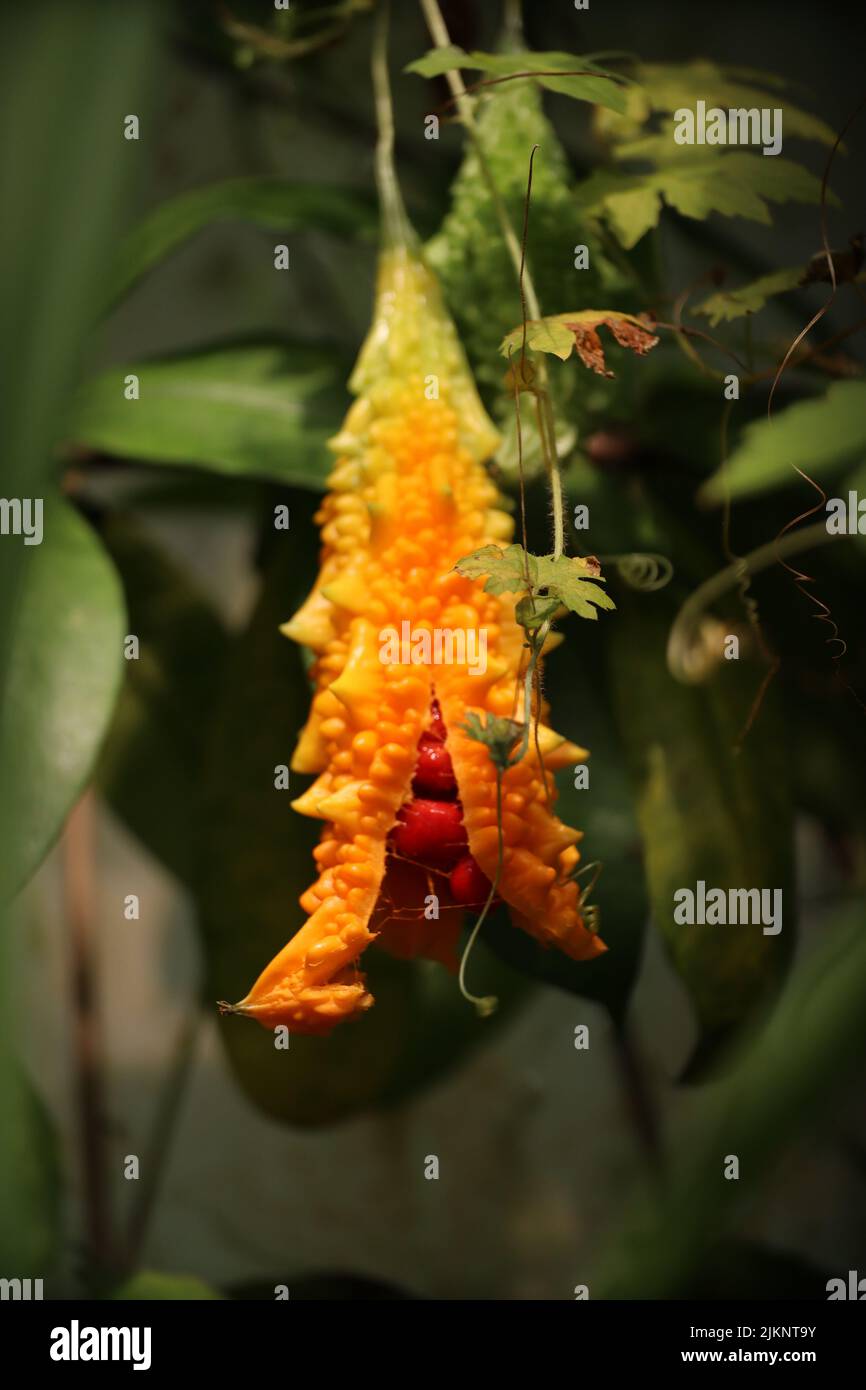 A vertical closeup of Momordica charantia ripe fruit Stock Photo - Alamy