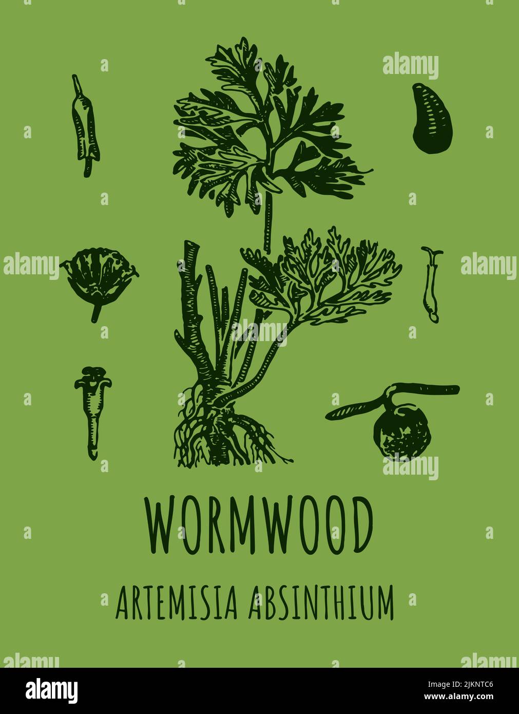 Wormwood (Artemísia absínthium) illustration. Wormwood branch, leaves ...
