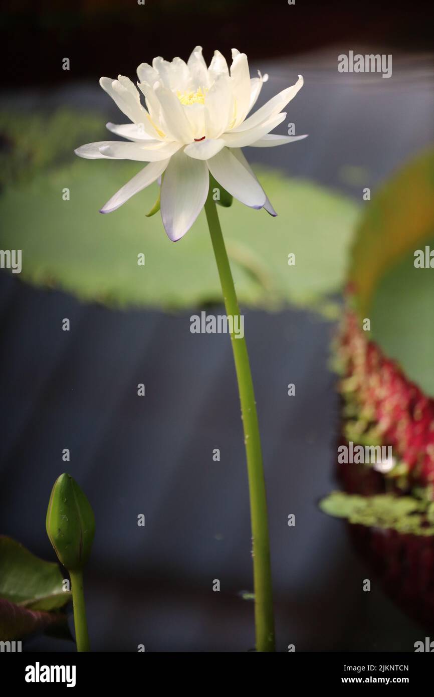 A vertical closeup of a beautiful water lily. Nymphaea nouchali Stock ...