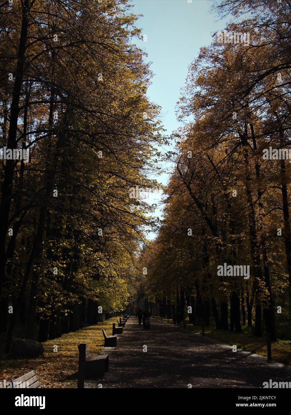 Park path trees hi-res stock photography and images - Alamy