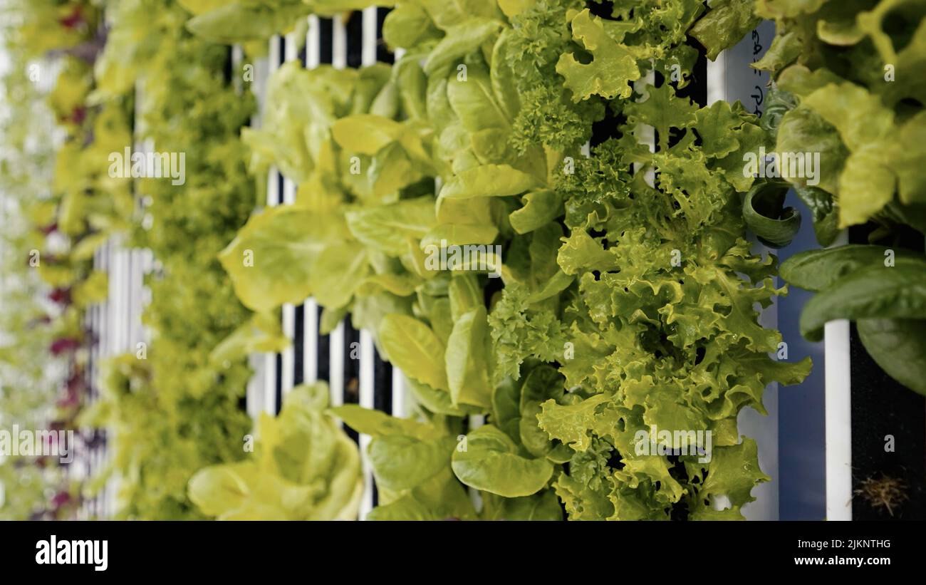 Agriculture farming plants growing hi-res stock photography and images ...