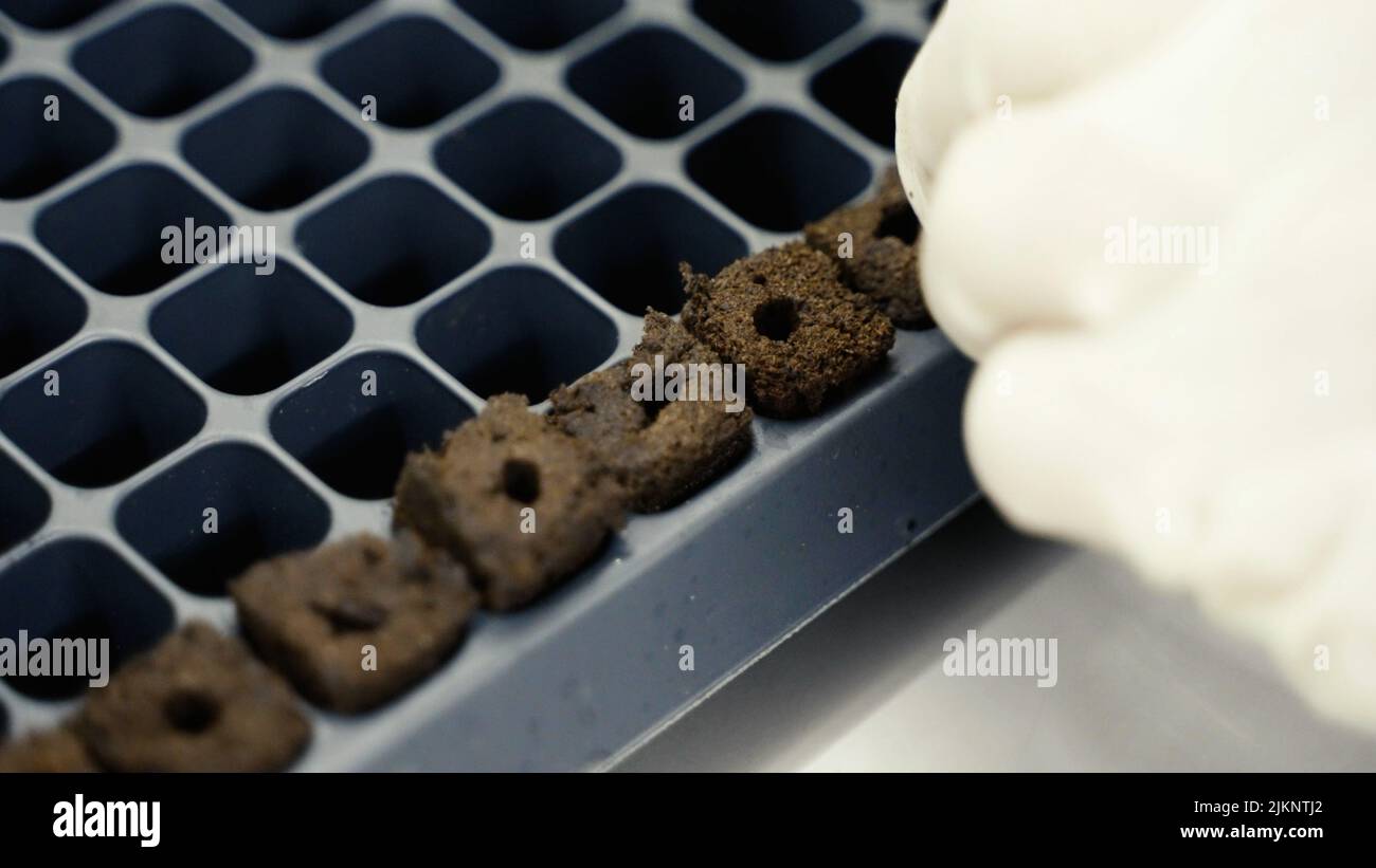 Growing pods hi-res stock photography and images - Alamy