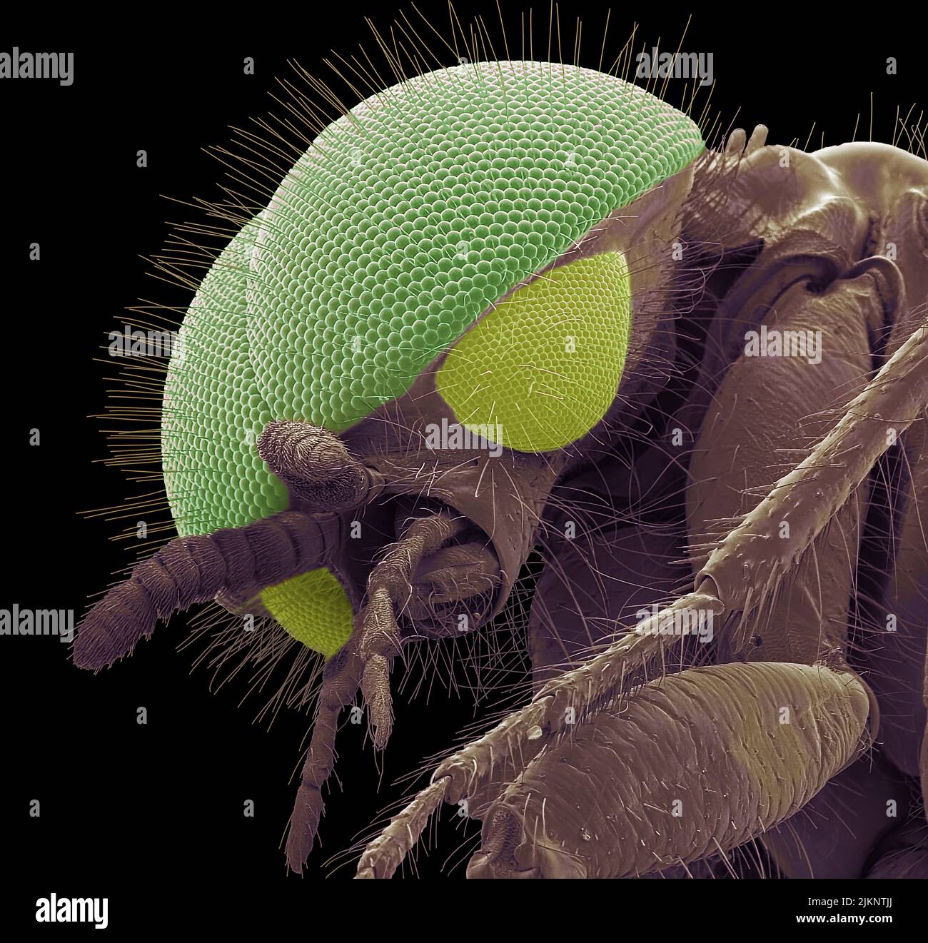 Male march fly head, SEM Stock Photo - Alamy