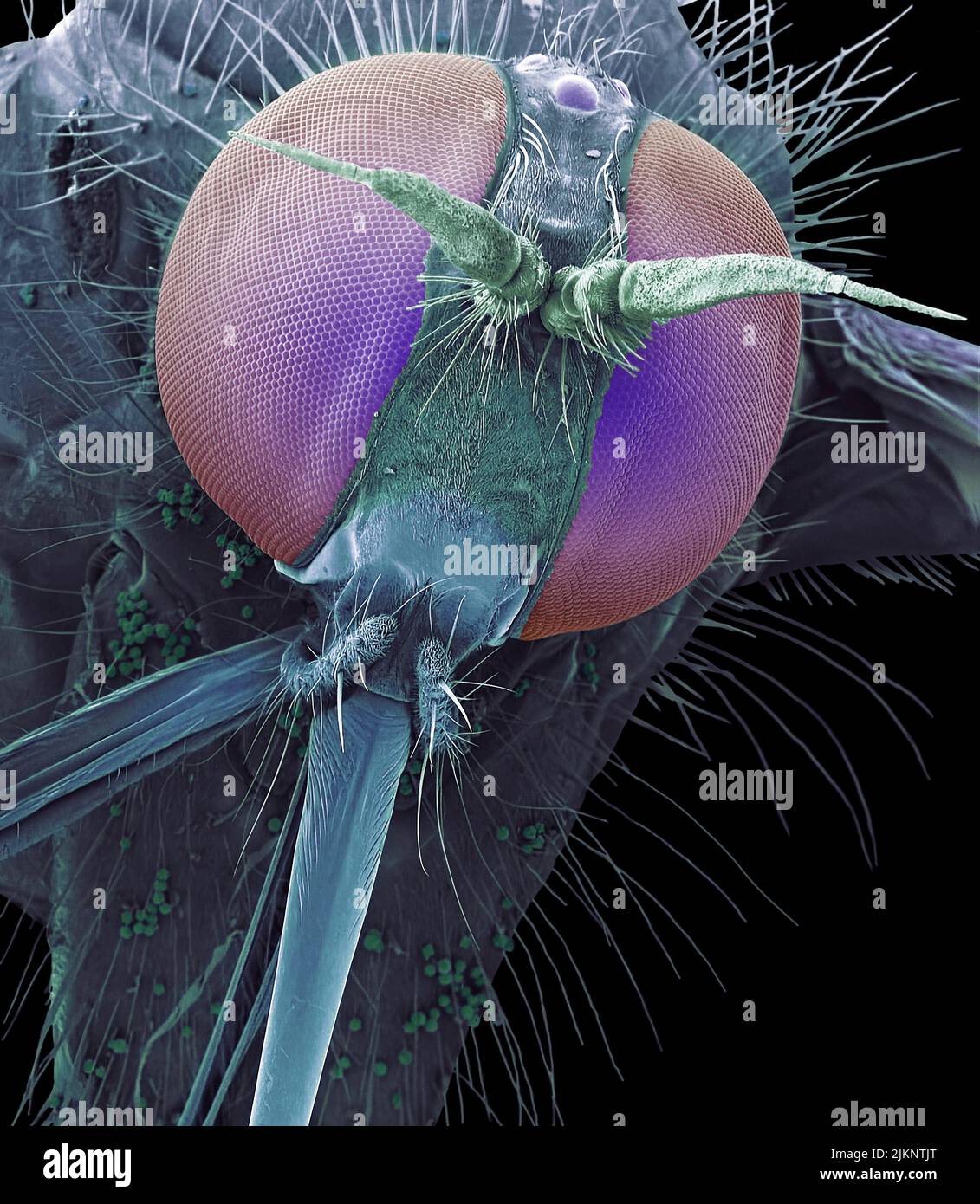 Dagger fly, SEM Stock Photo - Alamy