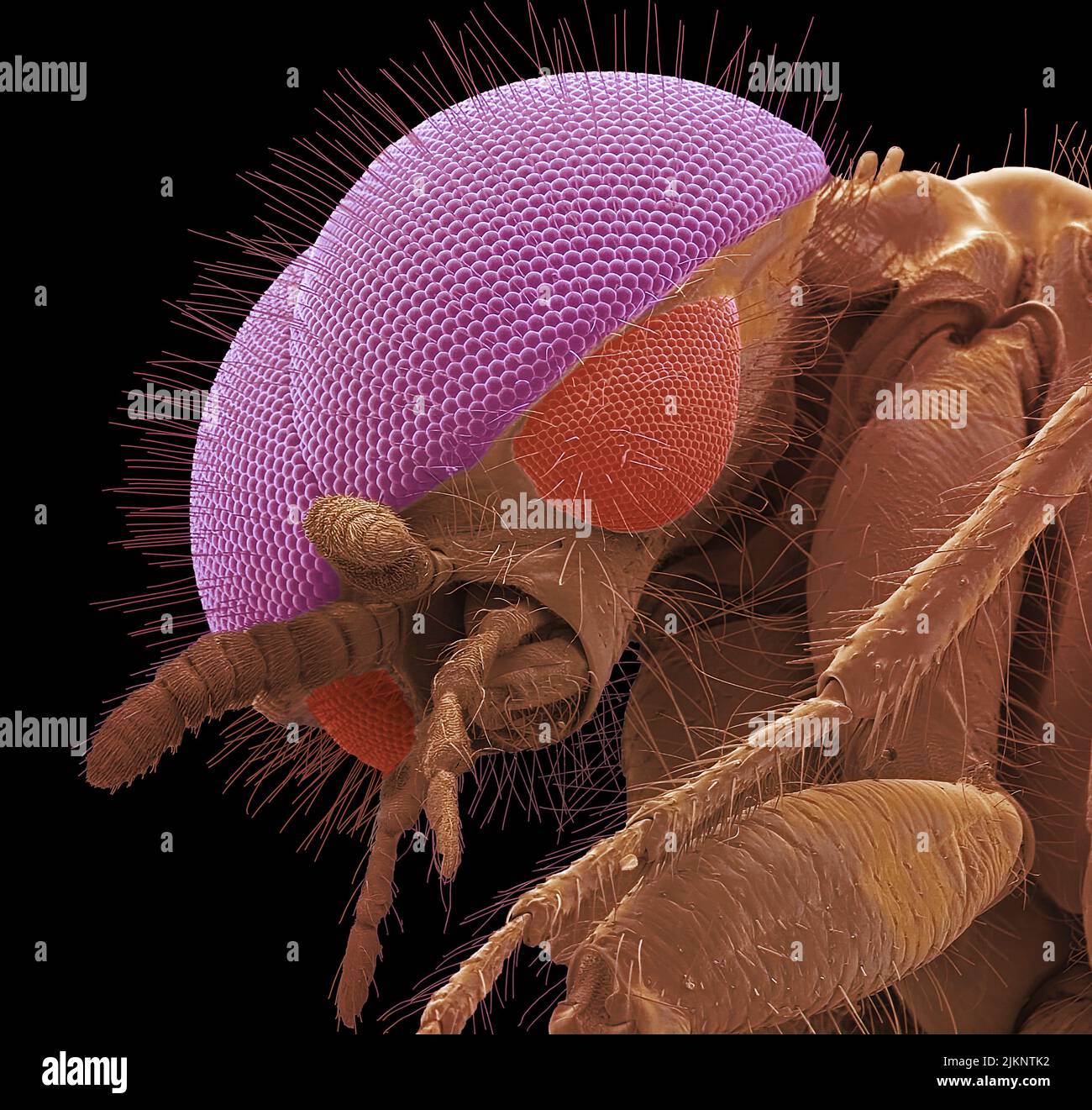 Male march fly head, SEM Stock Photo - Alamy