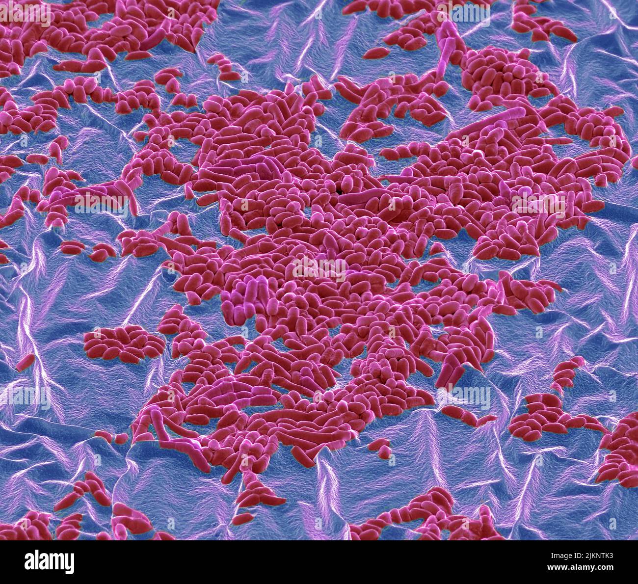 Lip microbiome, SEM Stock Photo - Alamy