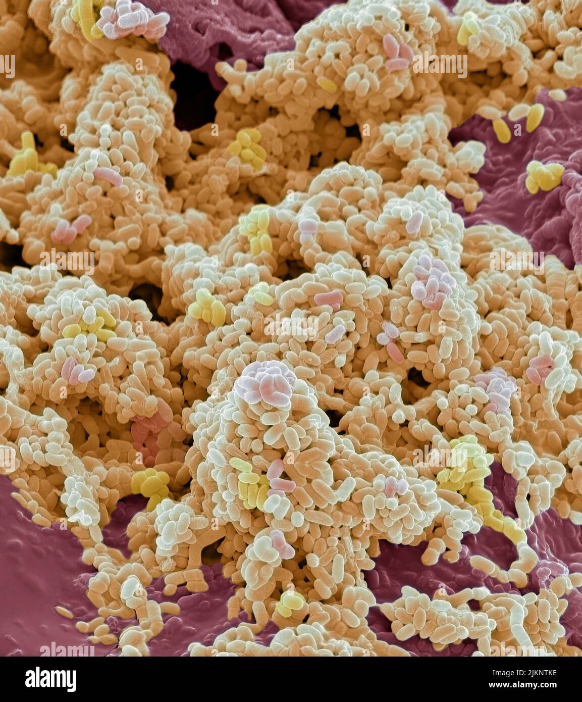 Lip microbiome, SEM Stock Photo - Alamy