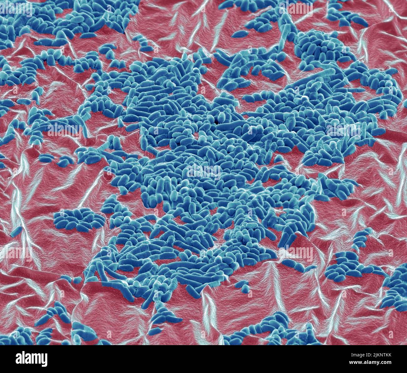 Lip microbiome, SEM Stock Photo - Alamy