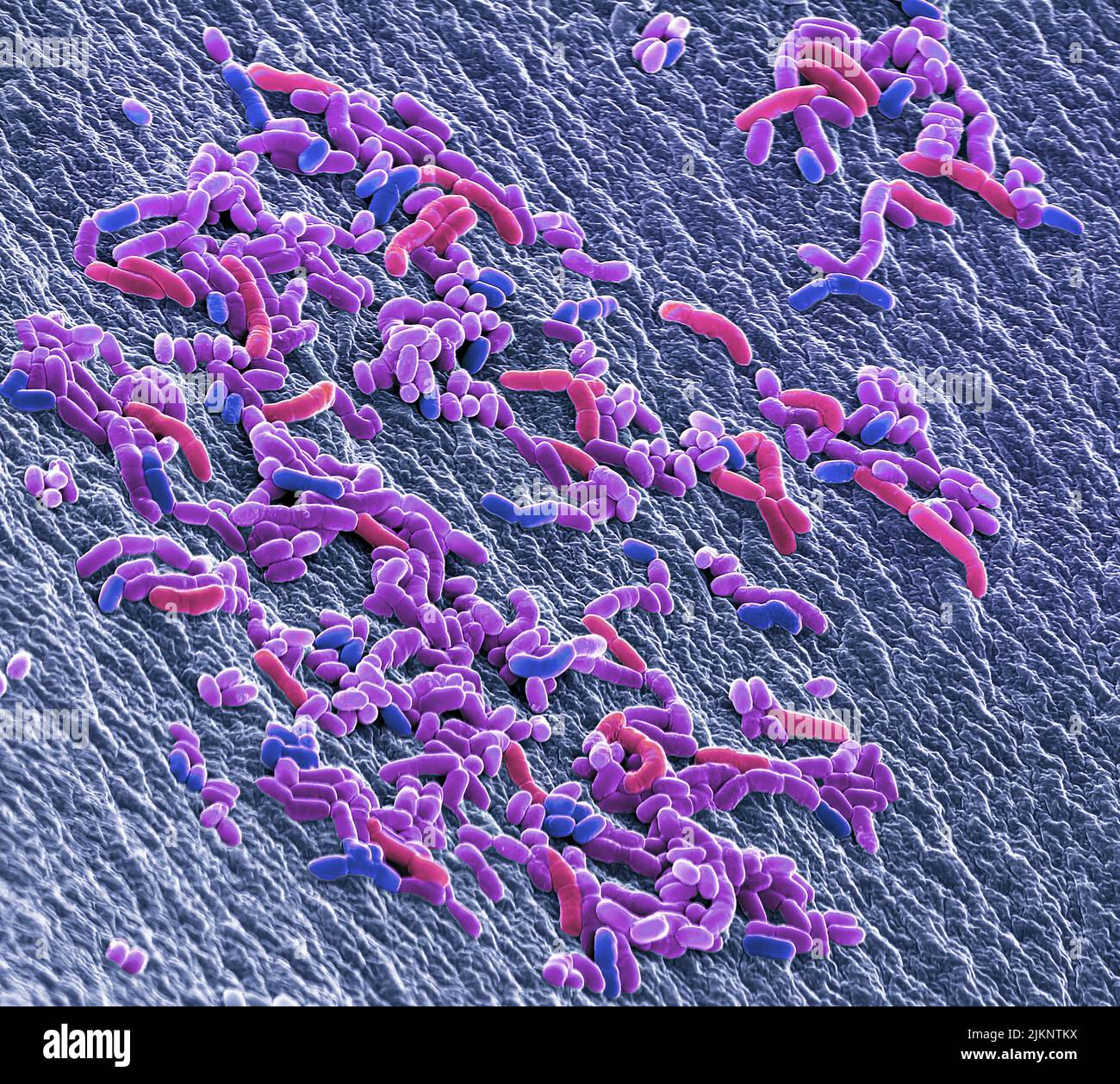 Lip microbiome, SEM Stock Photo - Alamy