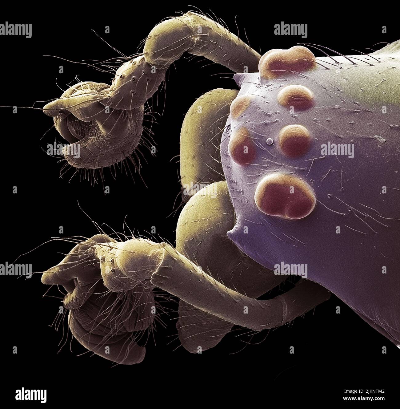 Sheetweb weavers spider, SEM Stock Photo - Alamy