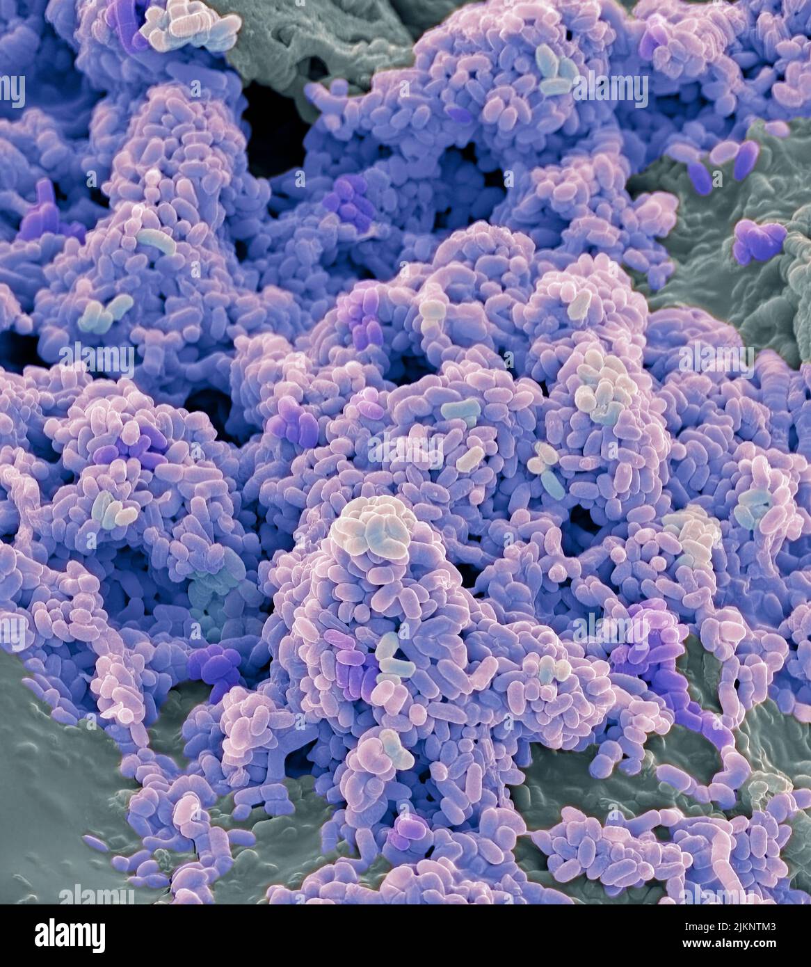 Lip microbiome, SEM Stock Photo - Alamy