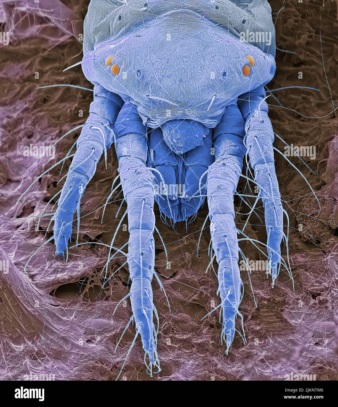 Two spotted spider mite, SEM Stock Photo - Alamy