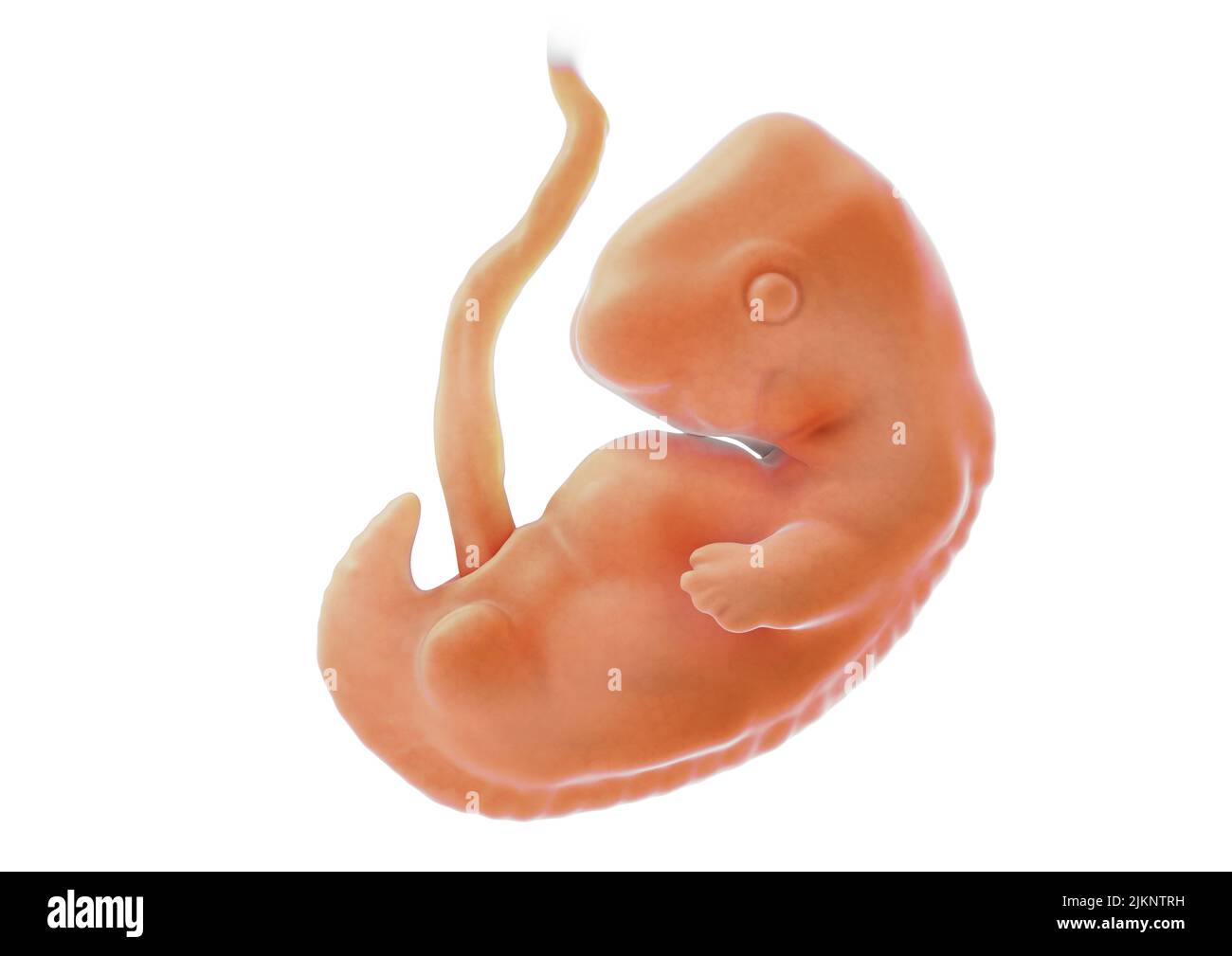 Human embryo at seven weeks, illustration Stock Photo - Alamy