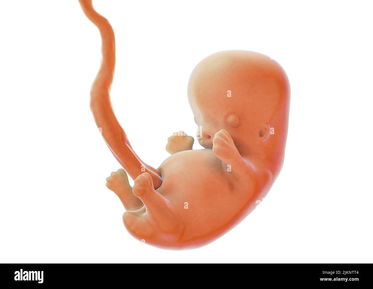 Human fetus at 8 weeks, illustration Stock Photo - Alamy