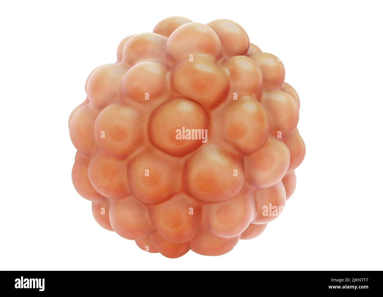 Morula embryo, illustration Stock Photo - Alamy
