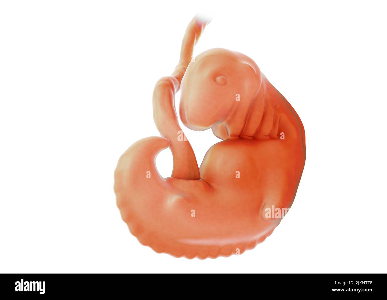 Human embryo at 6 weeks, illustration Stock Photo - Alamy