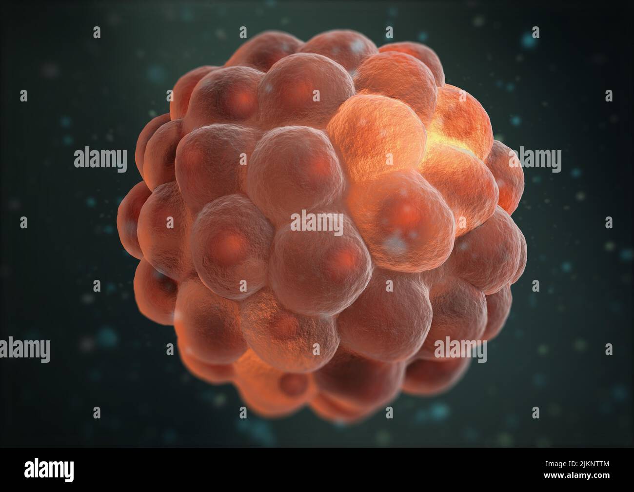 Morula embryo, illustration Stock Photo - Alamy