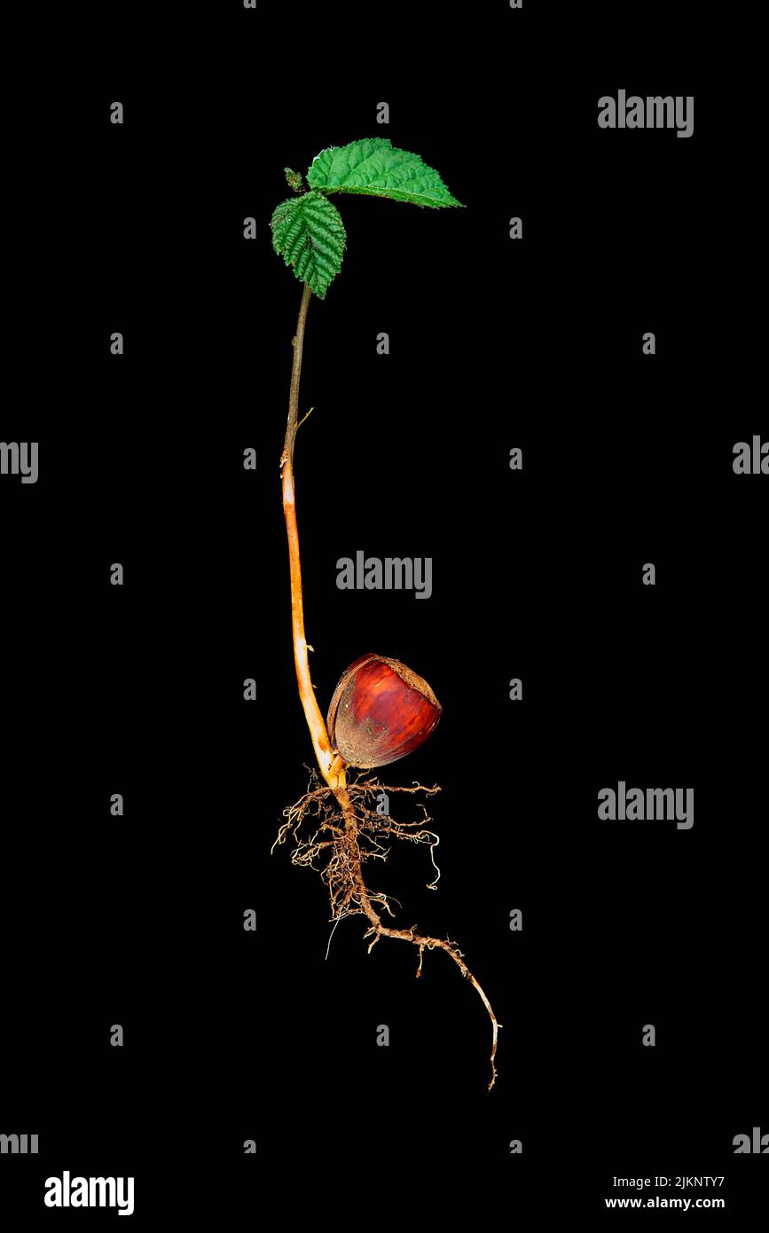 Hazel tree growing from a hazel nut Stock Photo - Alamy