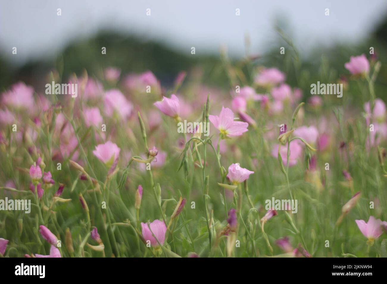 Pink evening primrose hi-res stock photography and images - Alamy