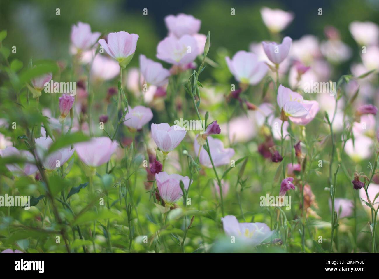 Pink evening primrose hi-res stock photography and images - Alamy