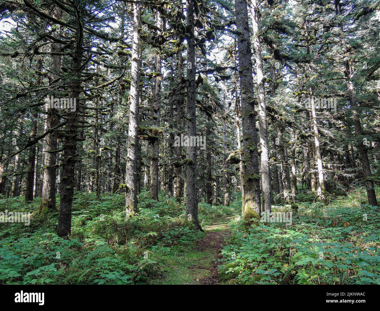 Spruce tree forest alaska hi-res stock photography and images - Alamy