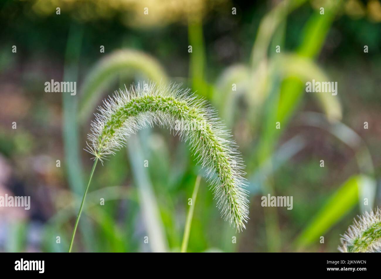 A closeup of a green foxtail in a field under the sunlight Stock Photo ...