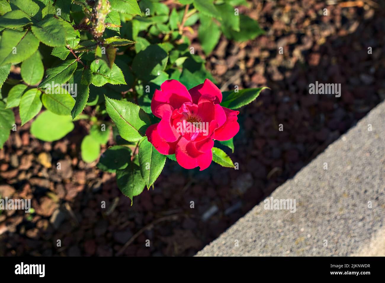 Ground cover rose in bloom in a flowerbed Stock Photo - Alamy