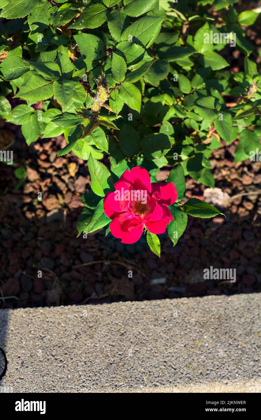 Ground cover rose in bloom in a flowerbed Stock Photo - Alamy