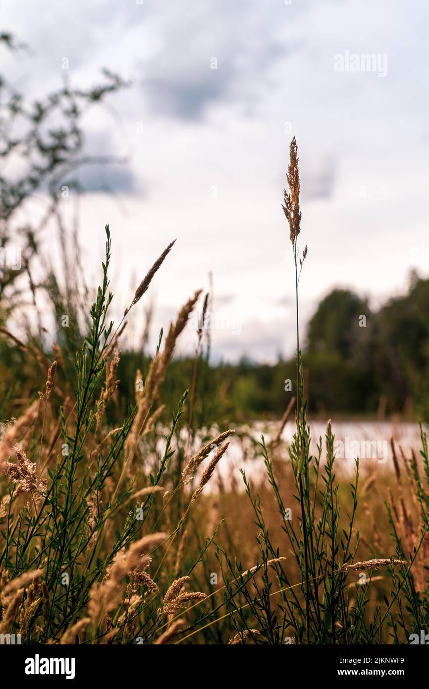 A vertical closeup of red fescue or creeping red fescue, Festuca rubra ...