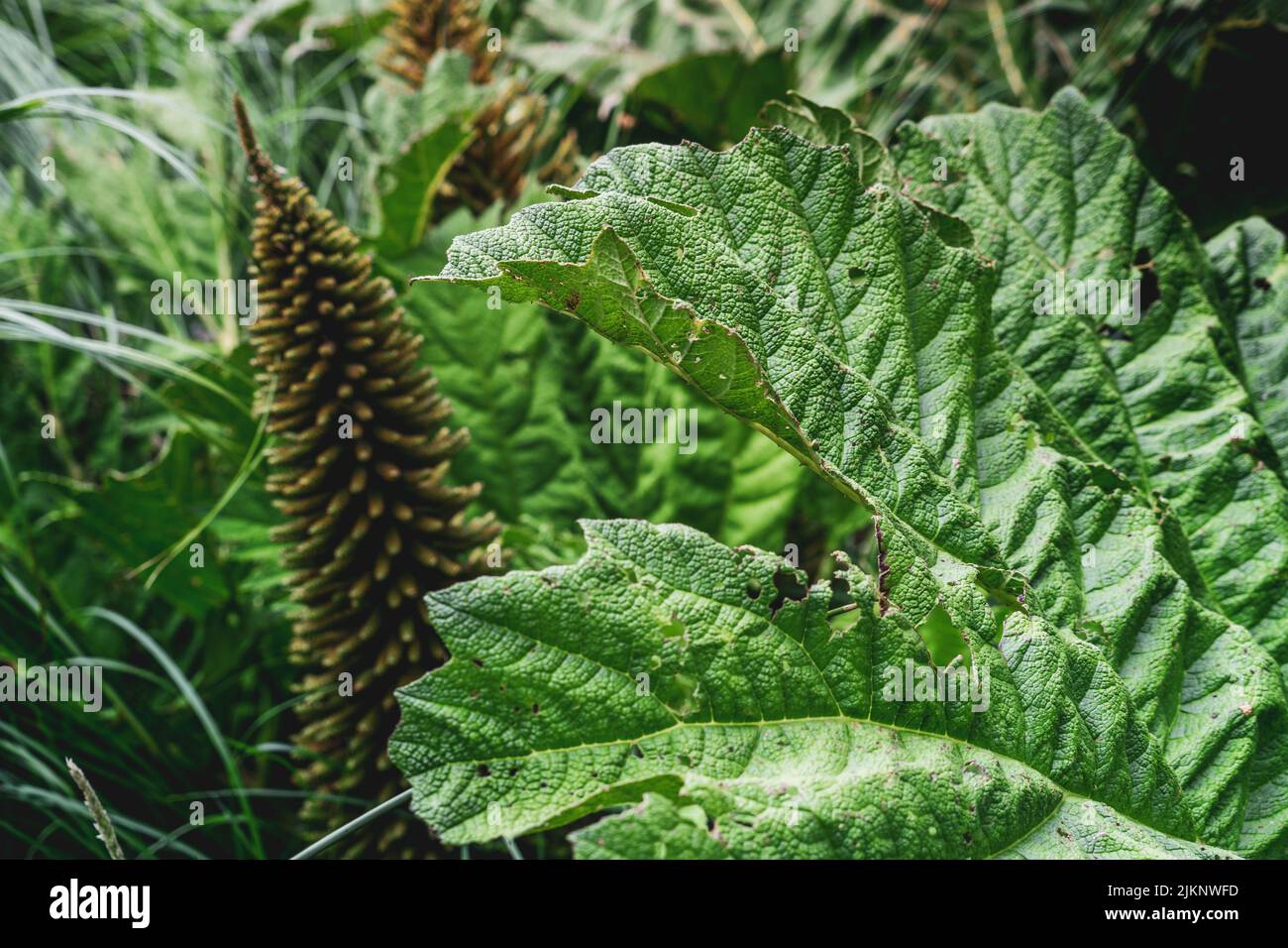Gunnera tinctoria known giant hi-res stock photography and images - Alamy