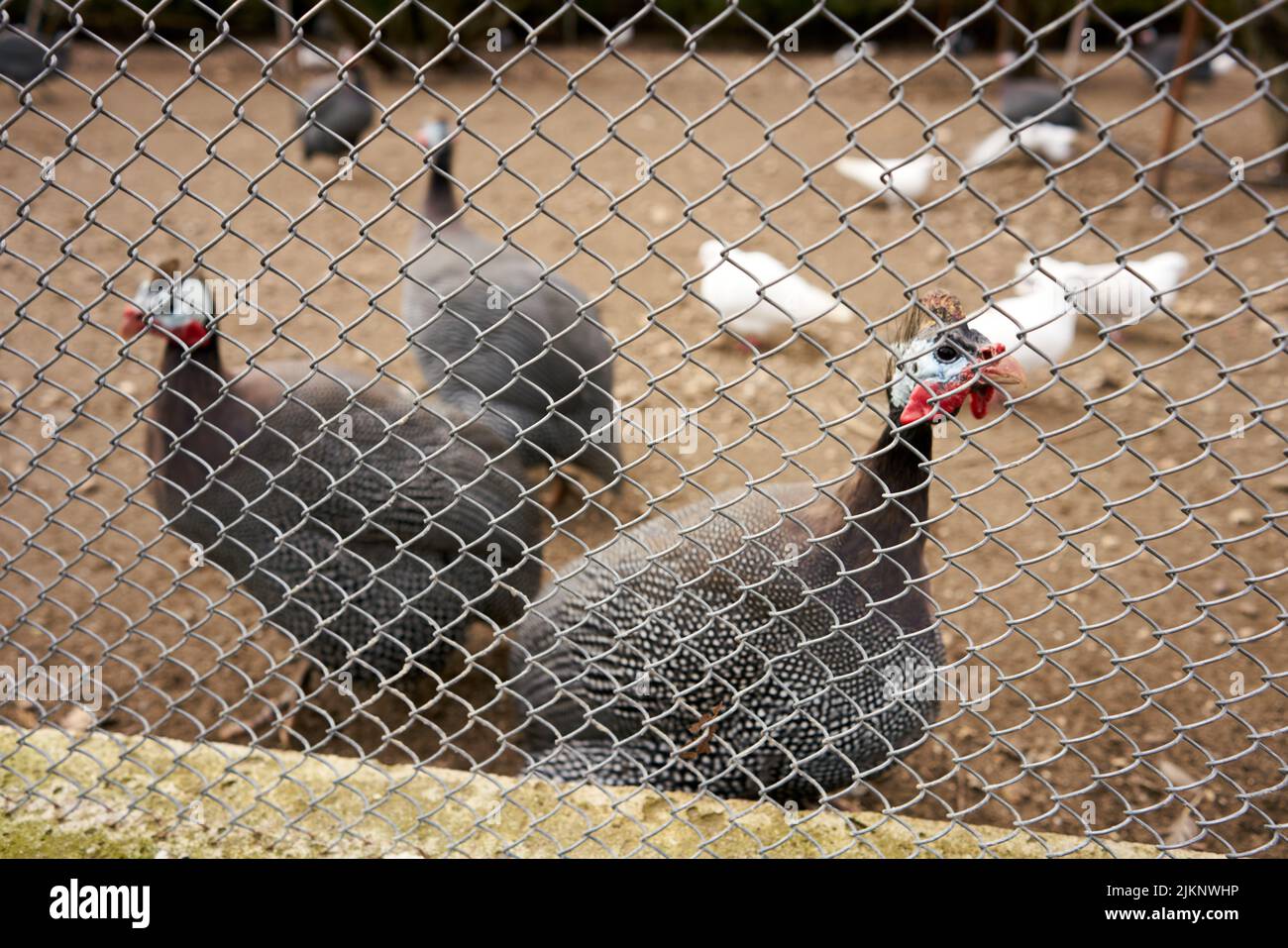 A group of geese and turkeys behind a fence on a farm Stock Photo - Alamy
