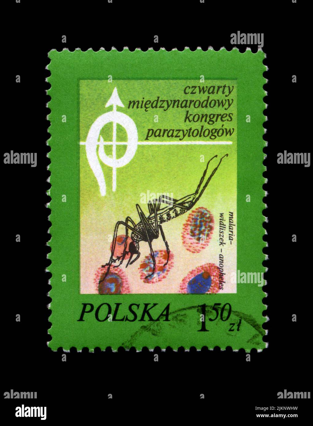 Anopheles Mosquito and blood cells, Malaria insect bite the skin.4th ...