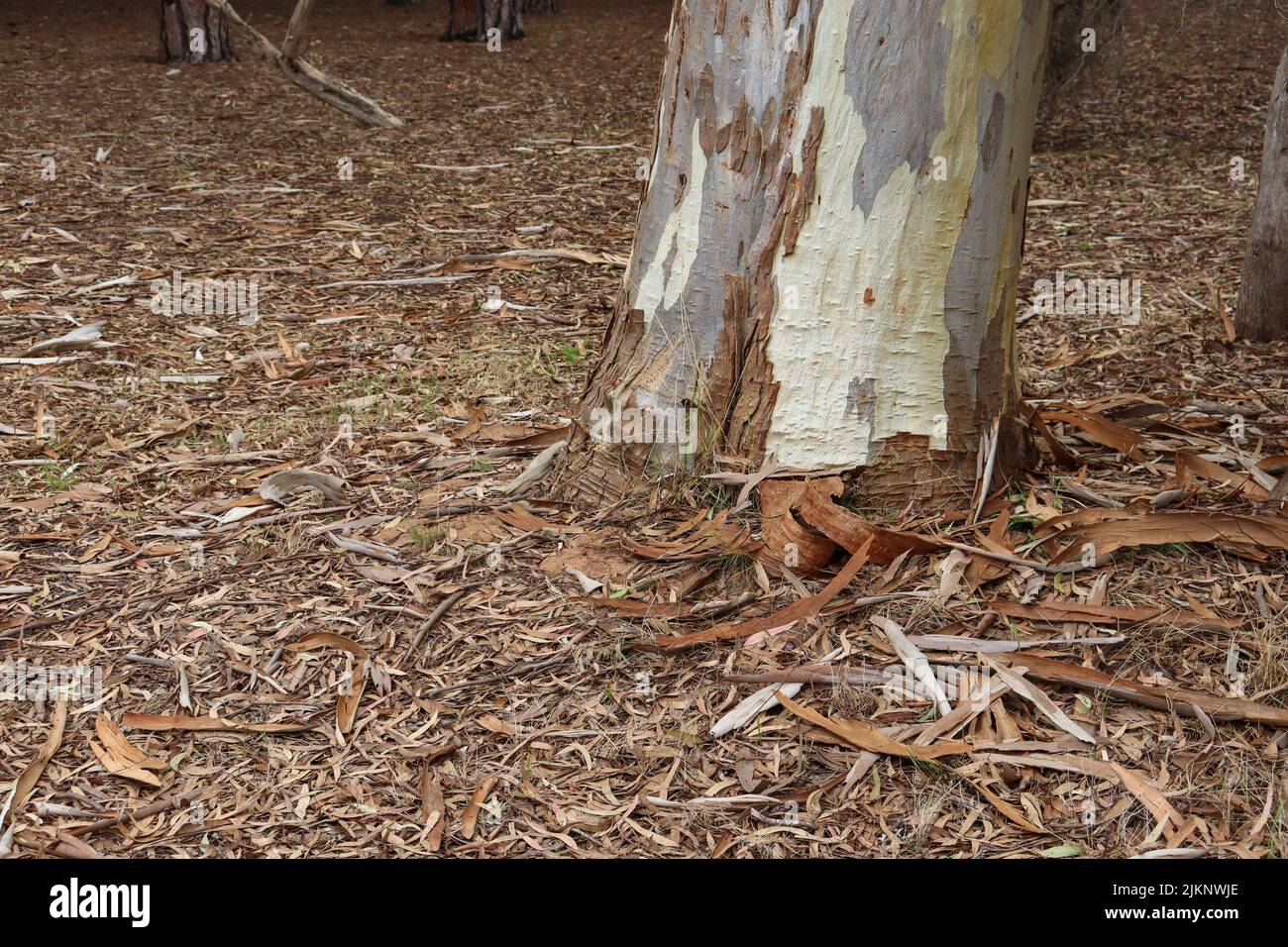An eucalyptus tree trunk in bushland in autumn Stock Photo - Alamy