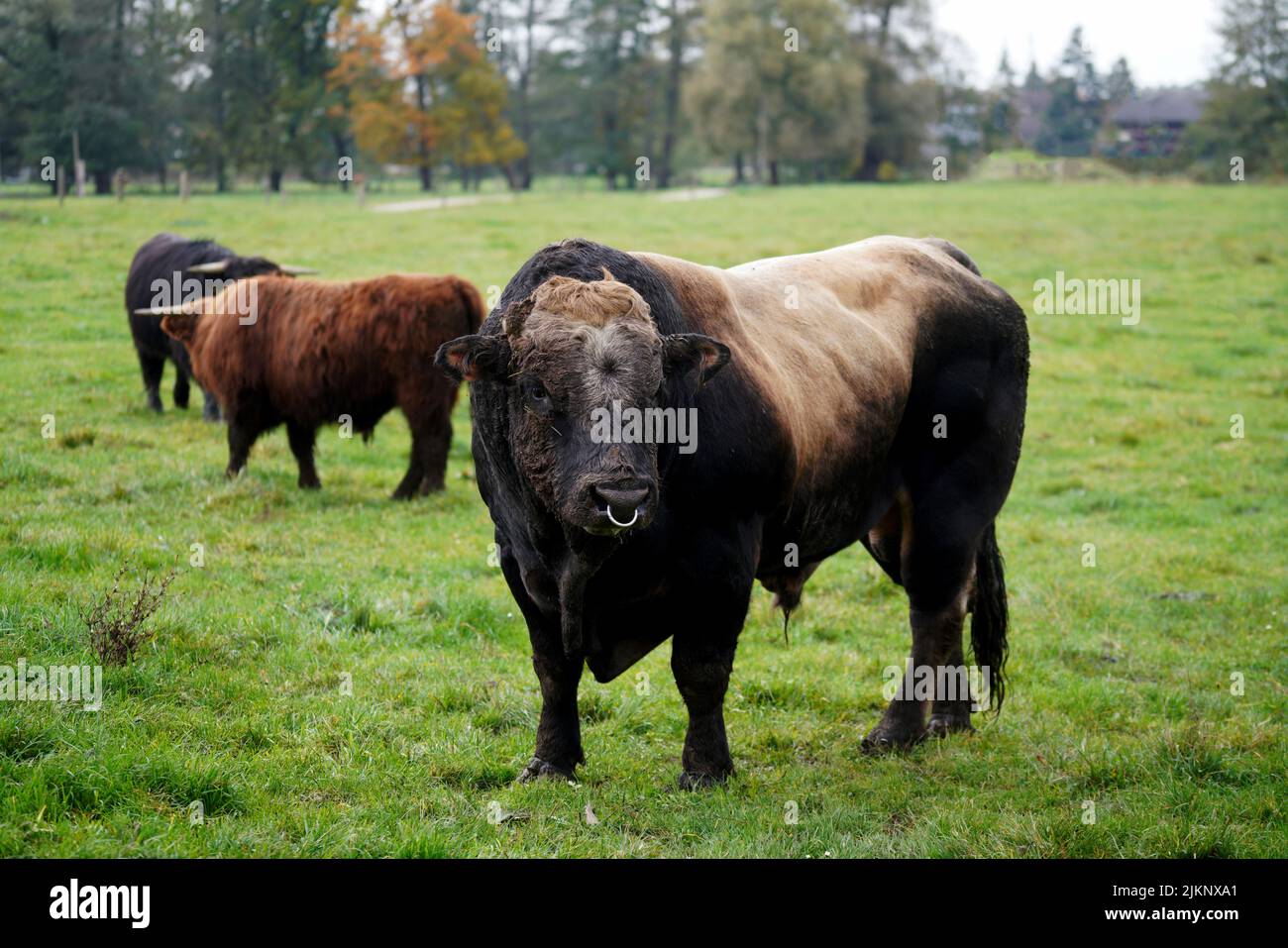 Herd cattle on meadow hi-res stock photography and images - Alamy