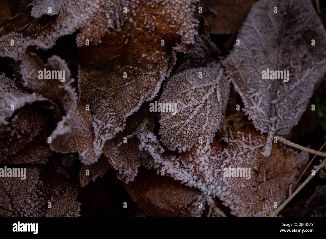 Frost leaves nature background hi-res stock photography and images - Alamy