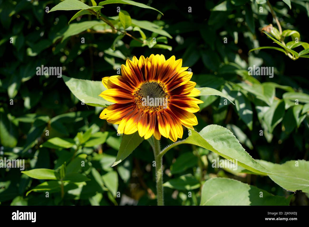 Red yellow daisy hi-res stock photography and images - Alamy