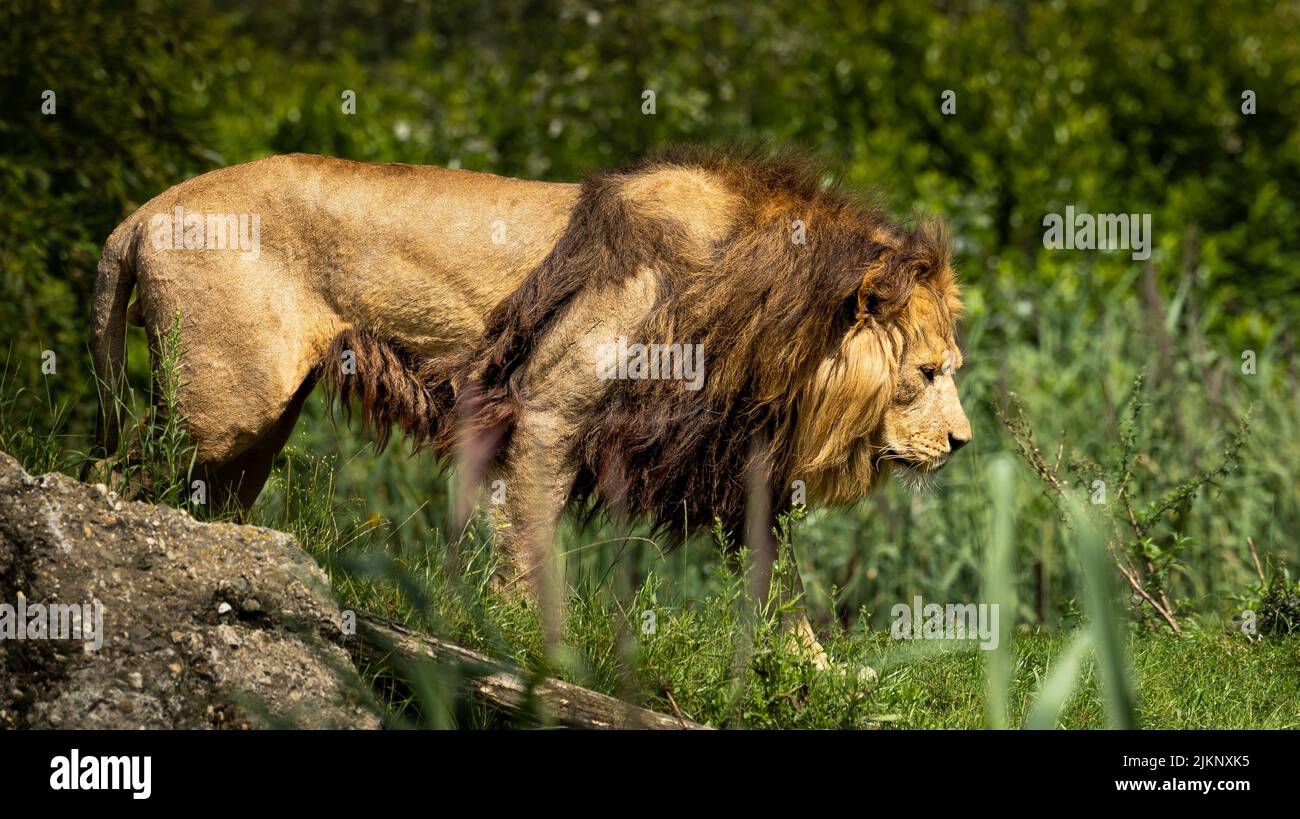 A closeup of a lion walking on green grass against trees in sunlight ...