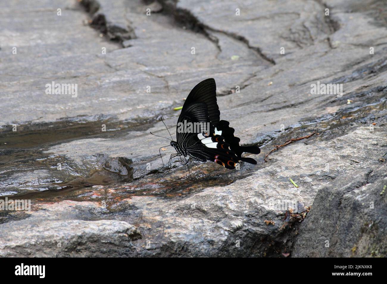 Black butterfly hi-res stock photography and images - Alamy